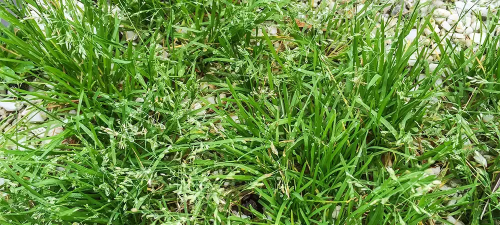 17 Most Common Types Of Nc Weeds Picture Identification