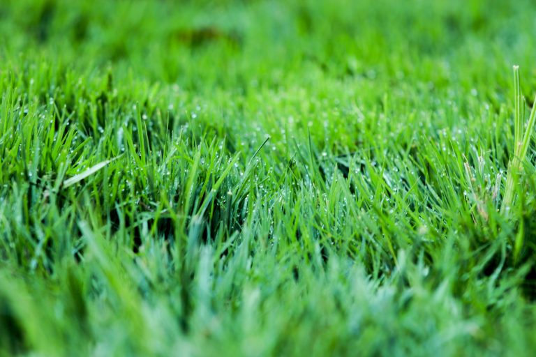 Professional Lawn Care Services | Healthy Green Lawns